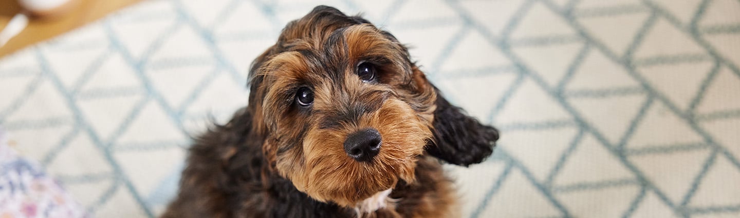 Common Puppy Injuries: Prevention and First Aid Tips | Pets