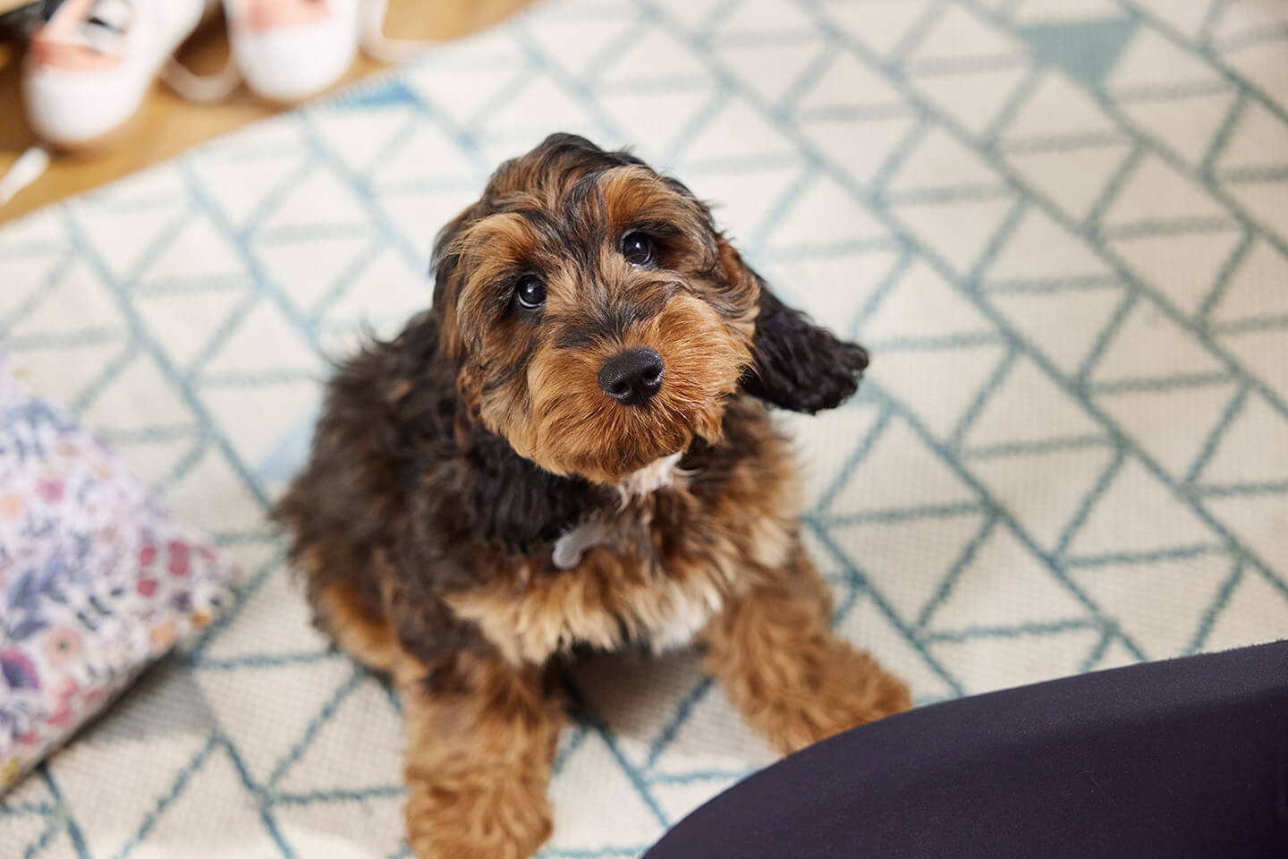 Understanding Common Puppy Behaviours: Training and Socialisation Tips ...