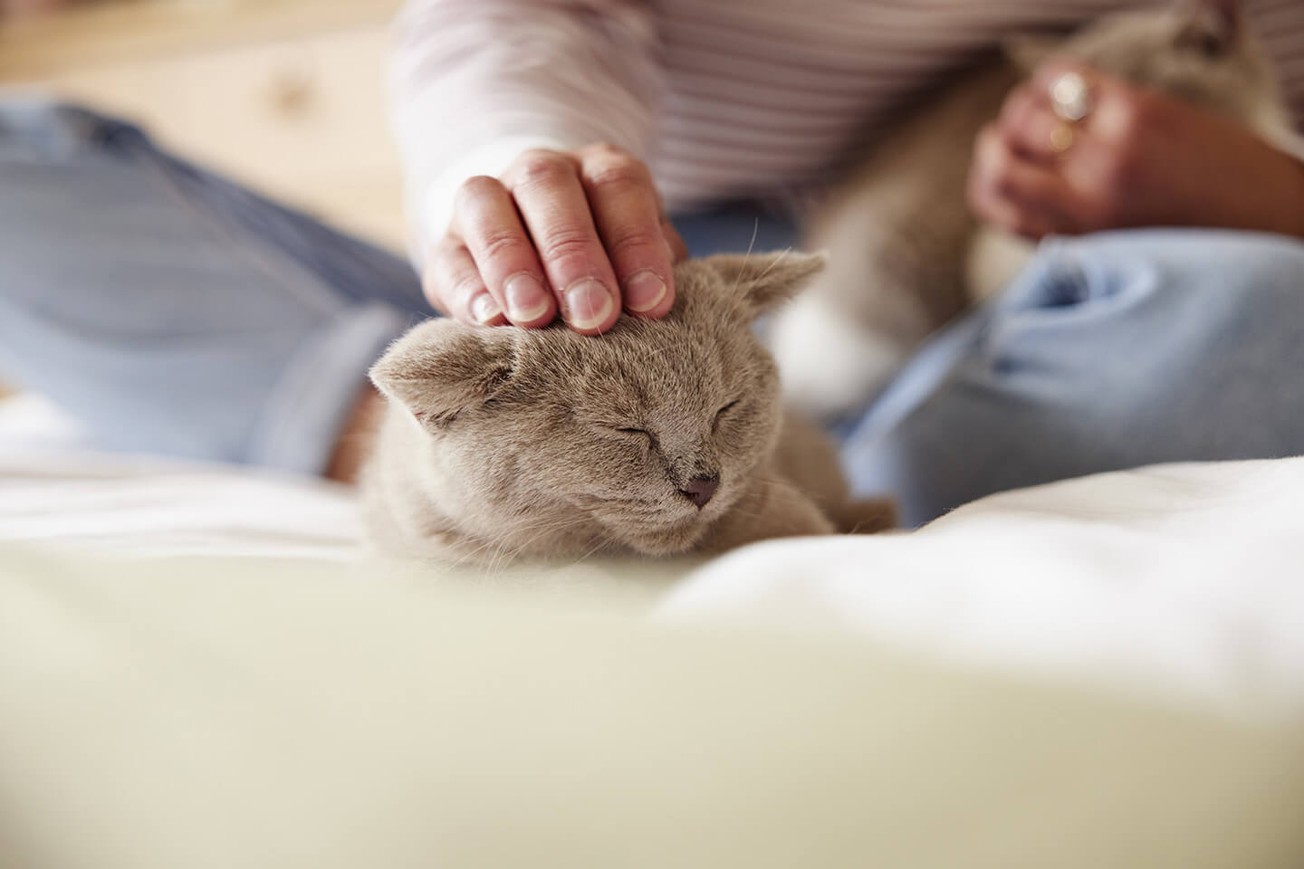 Kitten Checklist: Essential Items for Your New Pet | Pets