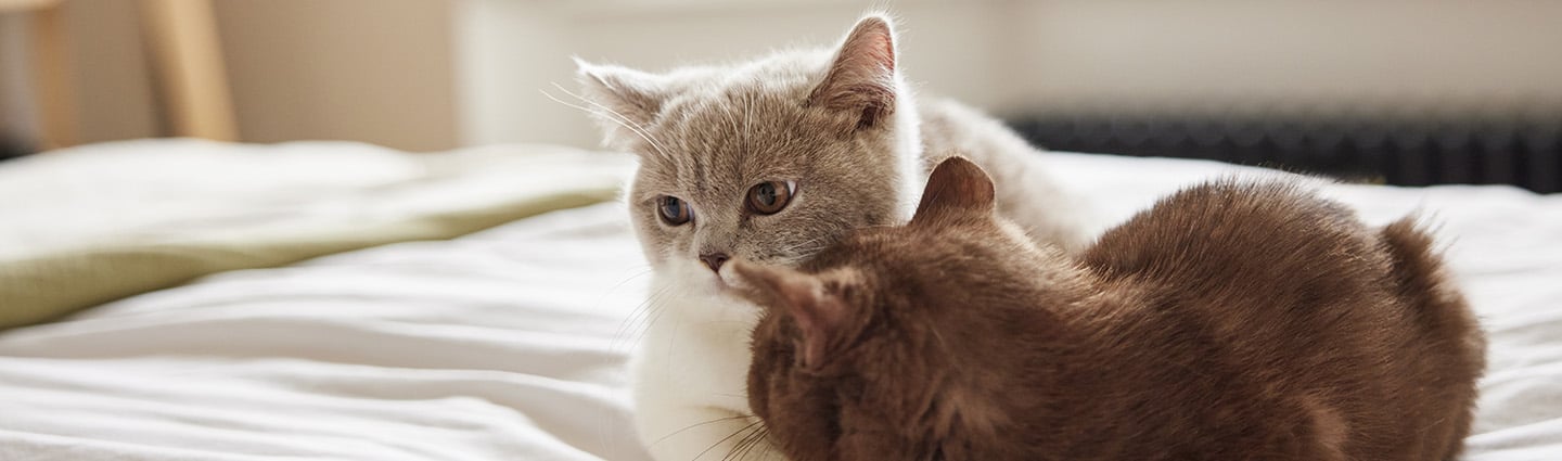 Kitten Checklist: Essential Items for Your New Pet | Pets