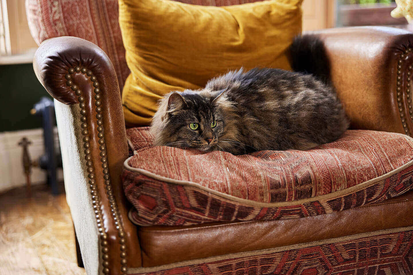 Summer Cooling Tips for Cats: Keep Your Pet Cool | Pets