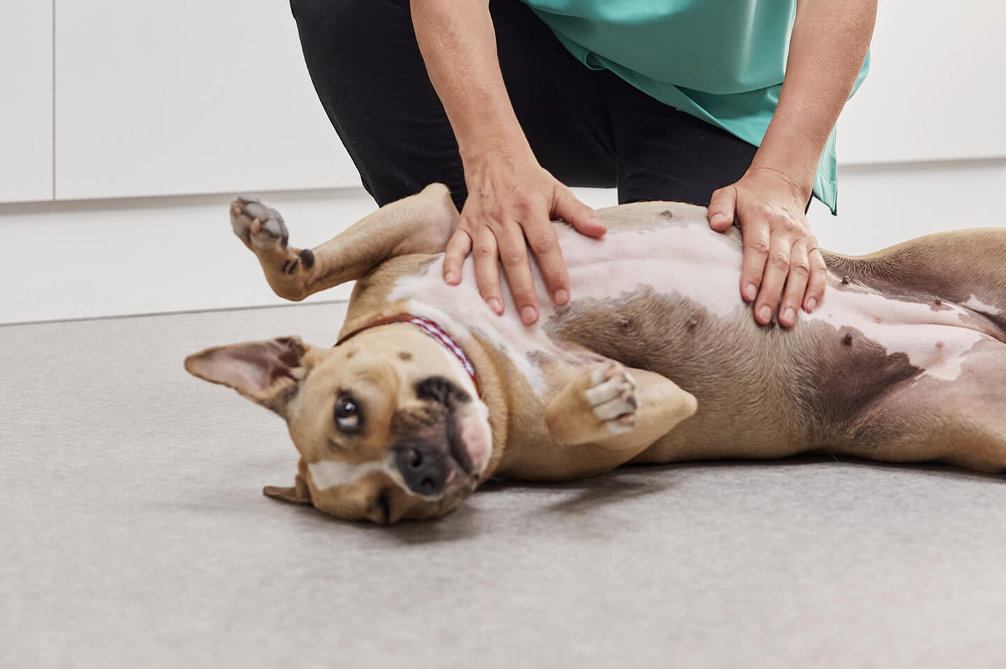 Where to Buy Dogs and Puppies: Find a Reputable Source | Pets