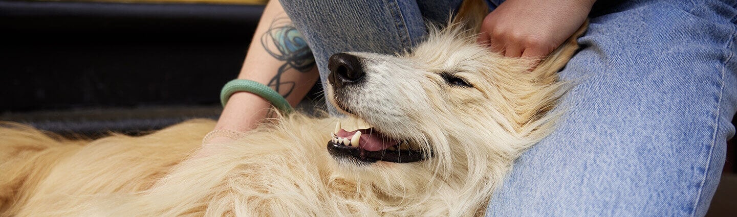 Dog Poo Guide: What Your Dog’s Stool Can Tell You | Pets