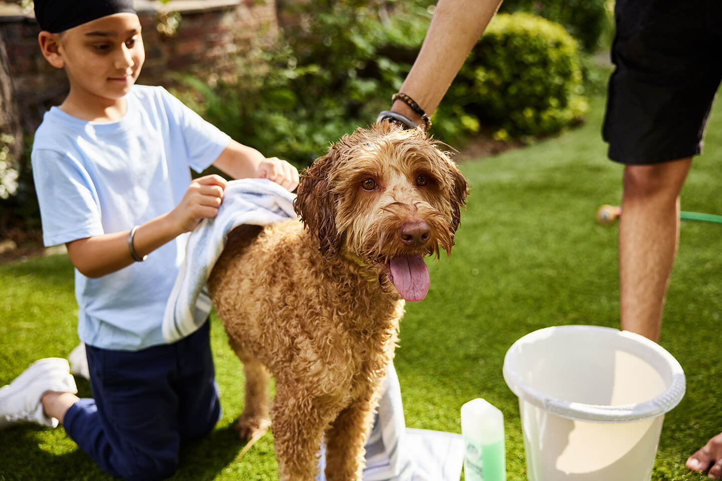 Leash Training Tips: Walk Your Dog with Confidence | Pets