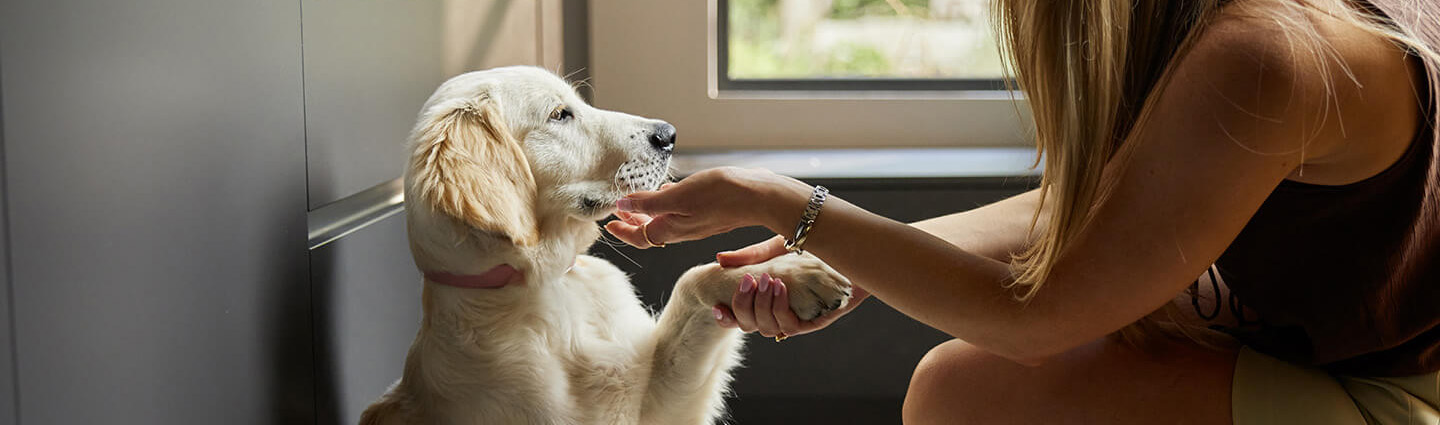 Dog Training Techniques: Effective Methods for All Dogs | Pets