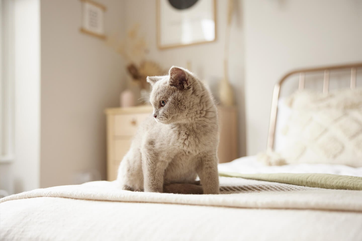 Kitten