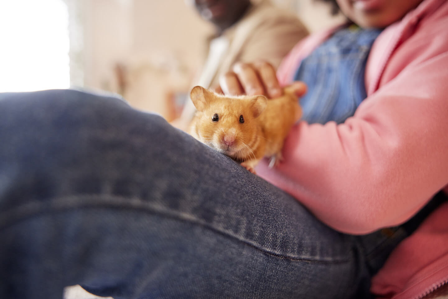 Expert Pet Care Advice & Tips | Pets at Home